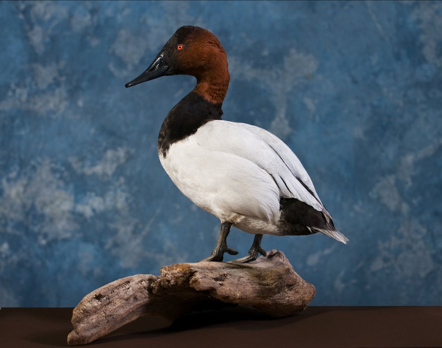 A Gallery of Bird Mounts - Frozen in Flight Bird Taxidermy